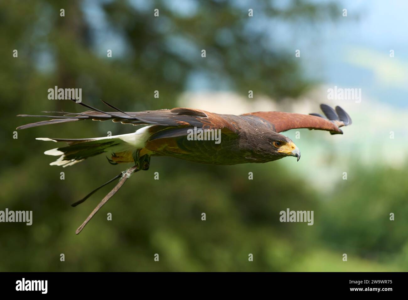 Desert Buzzard In Flight, Side View. In The Background Green Vegetation ...