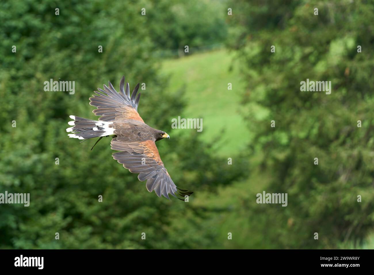 Desert Buzzard In Flight, Side View. In The Background Green Vegetation ...