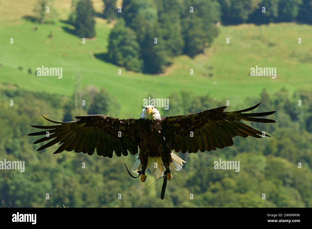 Bald Eagle On Landing Approach. In The Background Landscape With Green ...