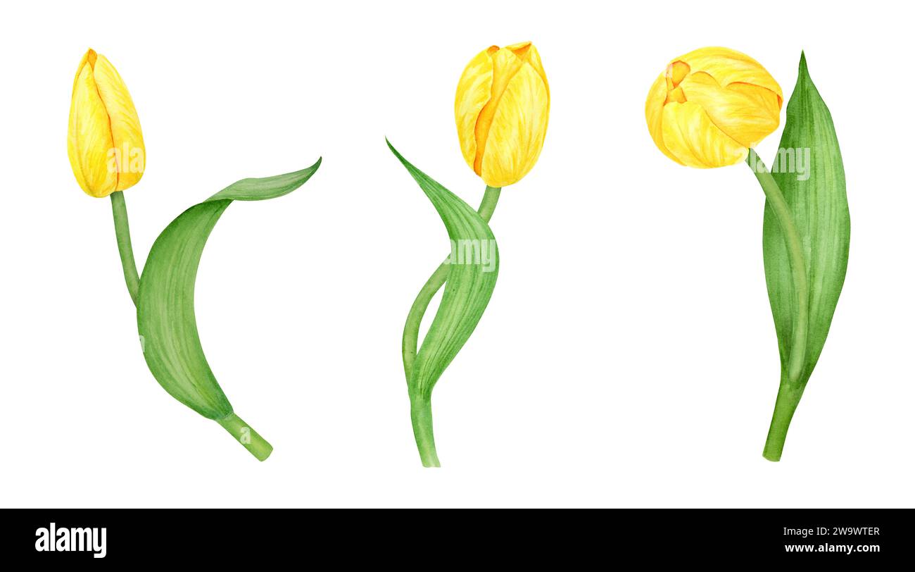 Set of yellow tulips. Watercolor hand drawn illustration of spring ...