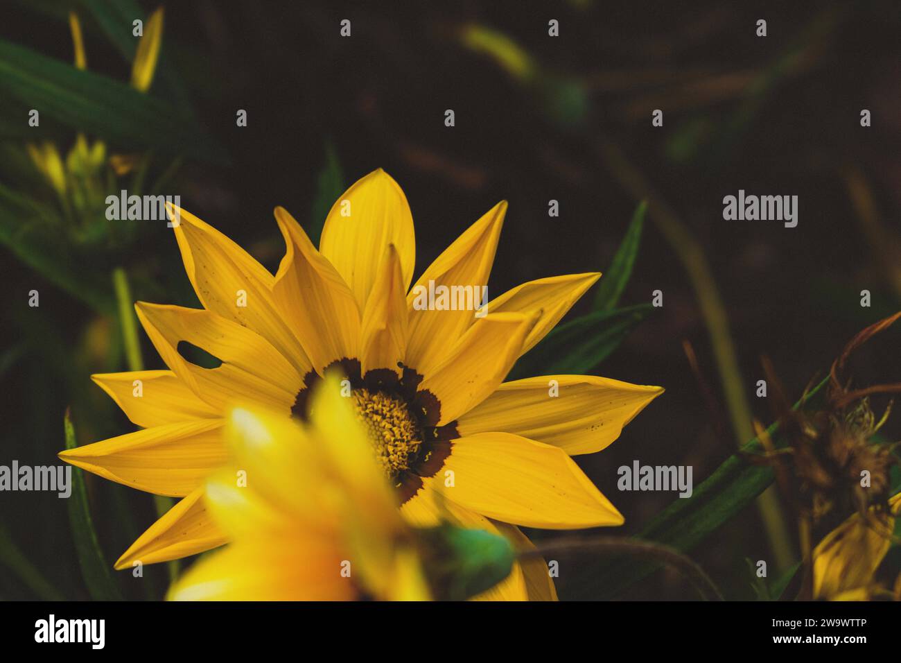 Flowery pictures hi-res stock photography and images - Alamy