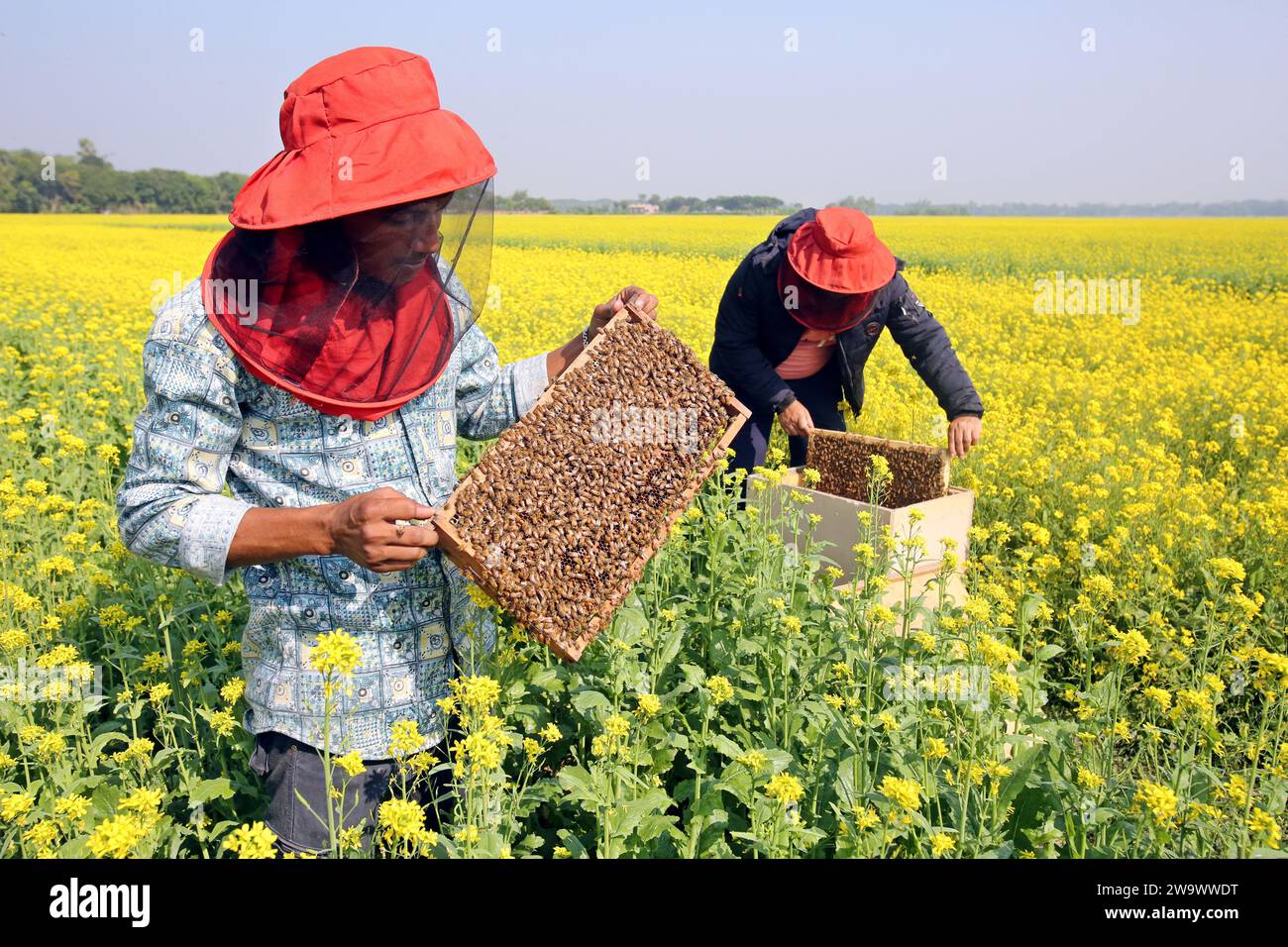 Dhaka, Bangladesh. 30th Dec, 2023. Beekeepers during collecting honeycomb from specially box to ...