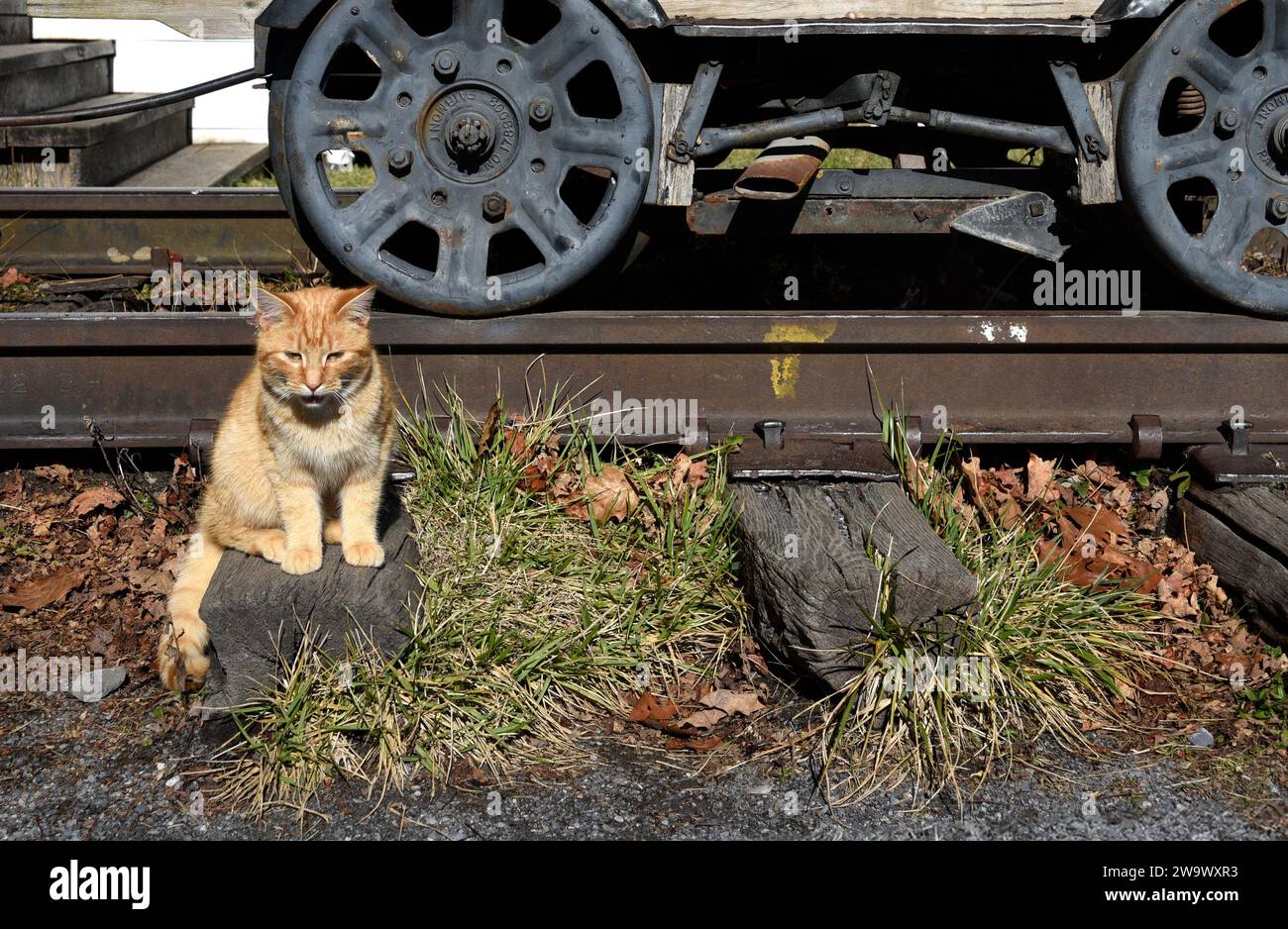 A feral cat at a display of vintage Norfolk & Western Railway equipment ...