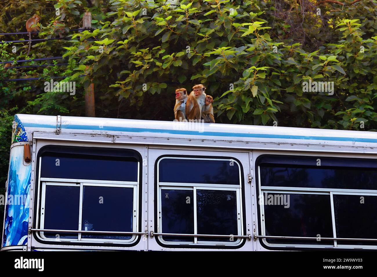 Gaterasher hi-res stock photography and images - Alamy