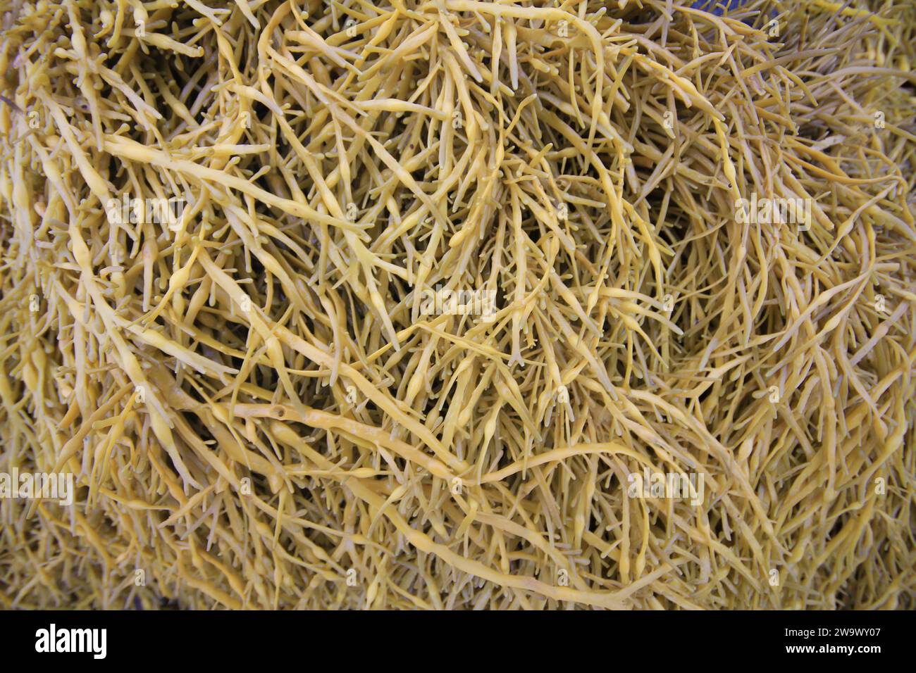 Knotted wrack (Ascophyllum nodosum) at tidel time, mudflat. This algae ...