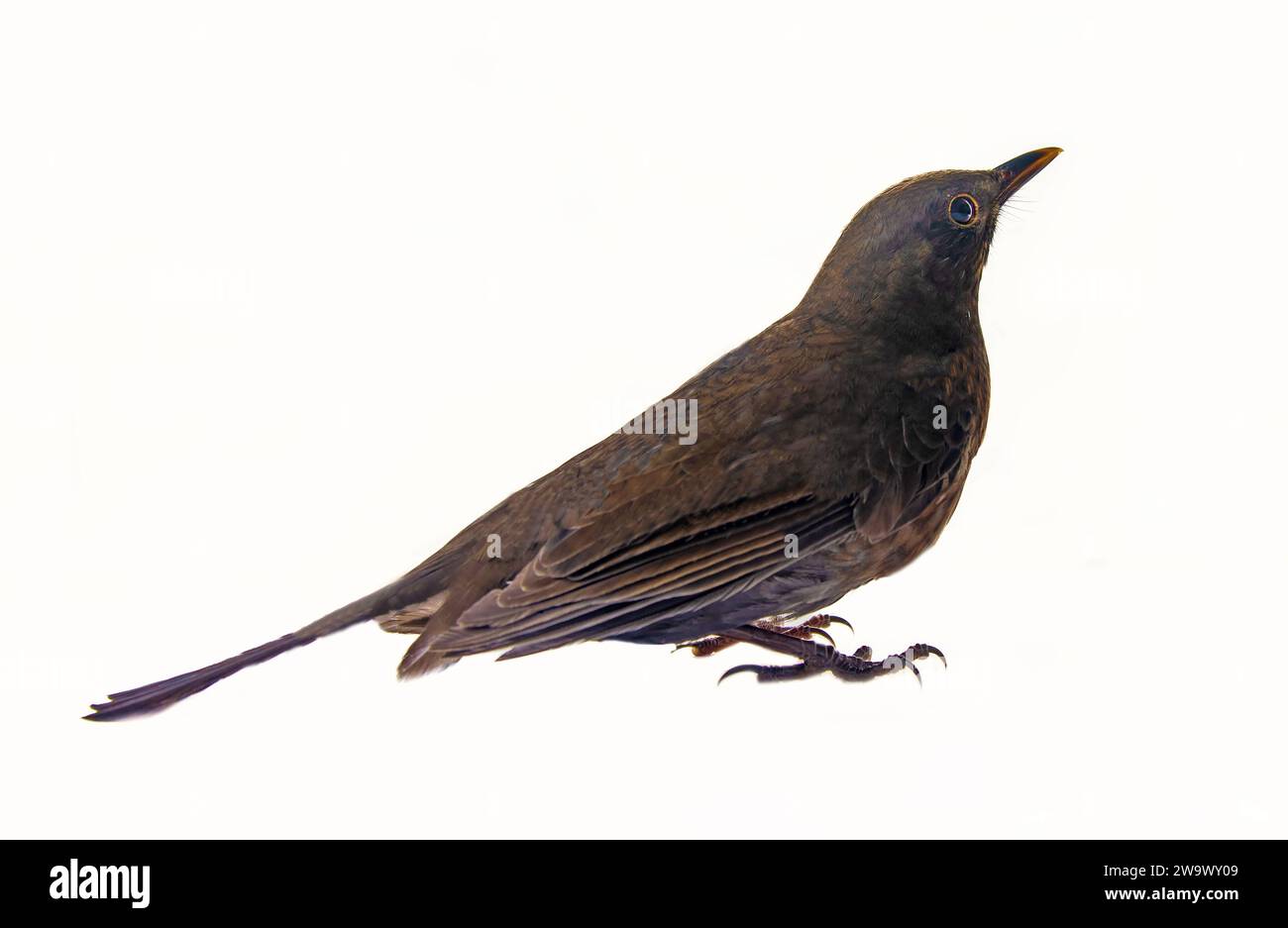 A young dark female blackbird (Turdus merula). Isolated on white ...