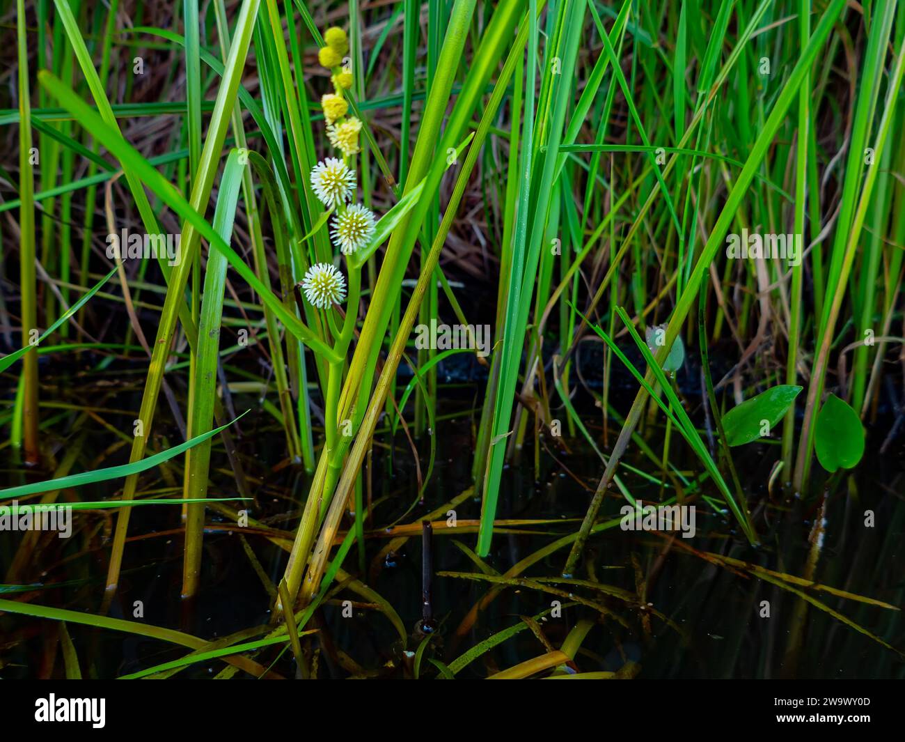 Helium. Unbranched burr (Sparganium simplex) plant in heavily ...
