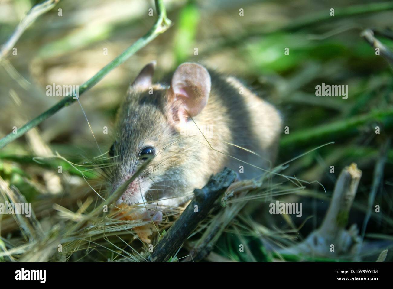 Possibly wild house mouse (Mus musculus) in the suburbs of Abu Dhabi ...