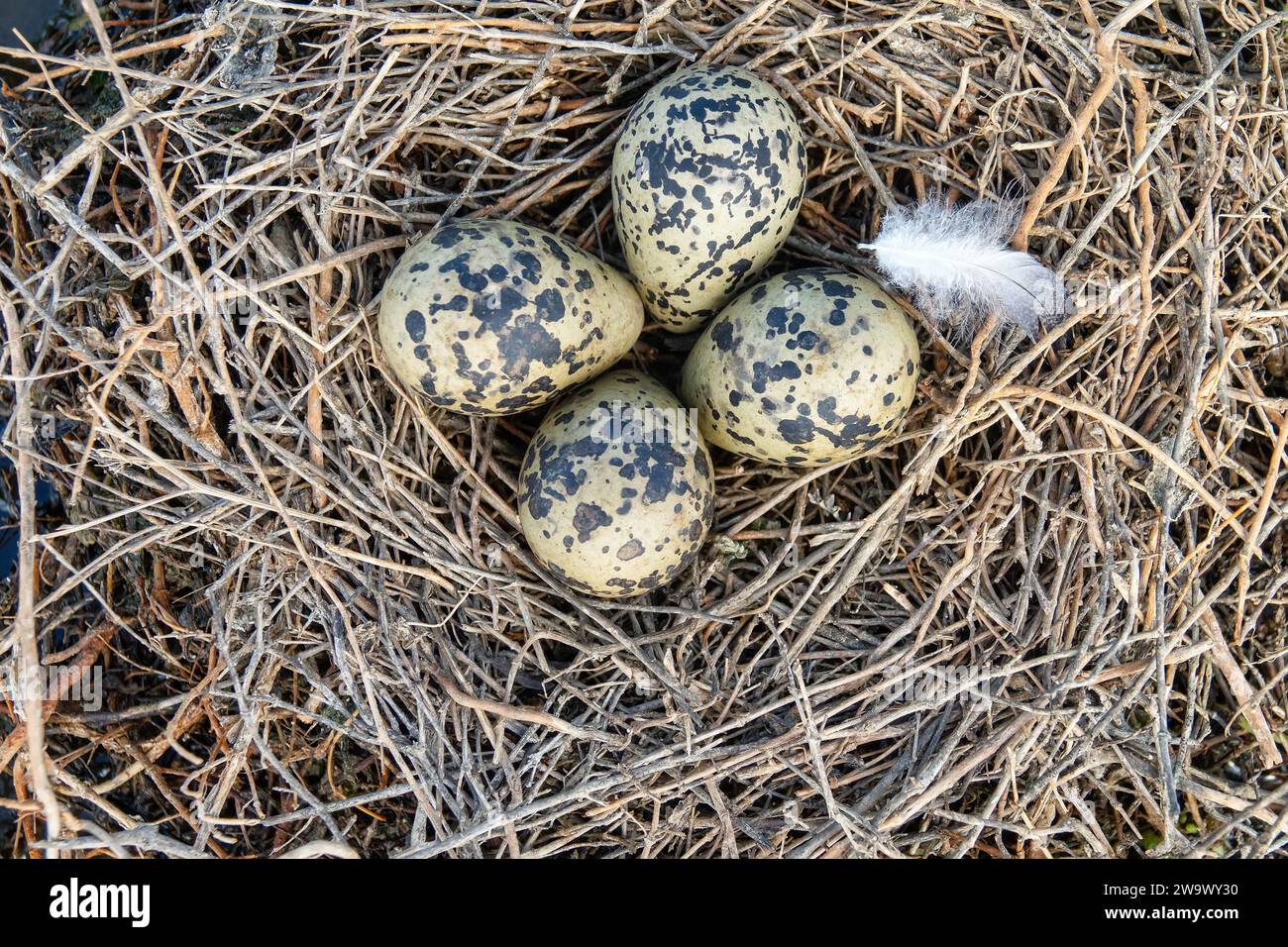Birds of salty marshes. Helium. Black-winged stilt (Himantopus ...