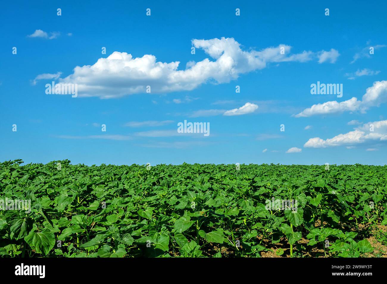 A field with young sunflower. Strong stems and rough fleshy leaves ...