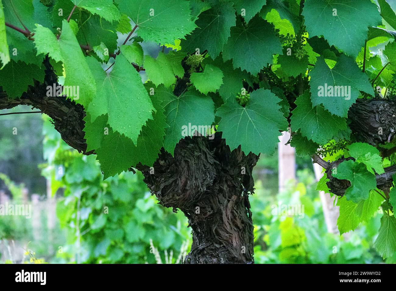 Vinery. 60-year-old bushes of wine grapes. Ovary of fruits. Madeira is ...