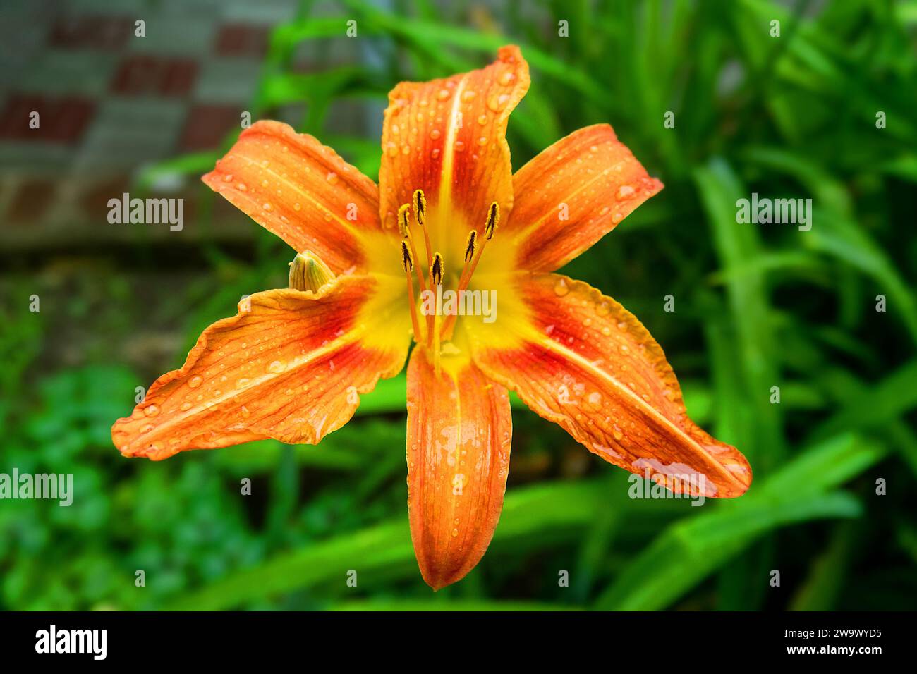 Red lily flower after rain Stock Photo - Alamy