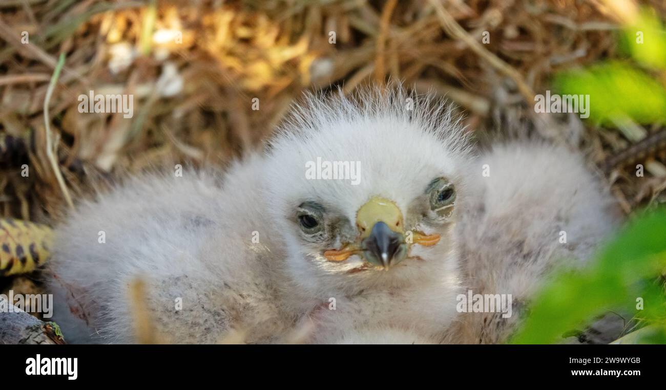 Long-legged buzzard (Buteo rufinus) nestlings are 5 days old, elder's ...