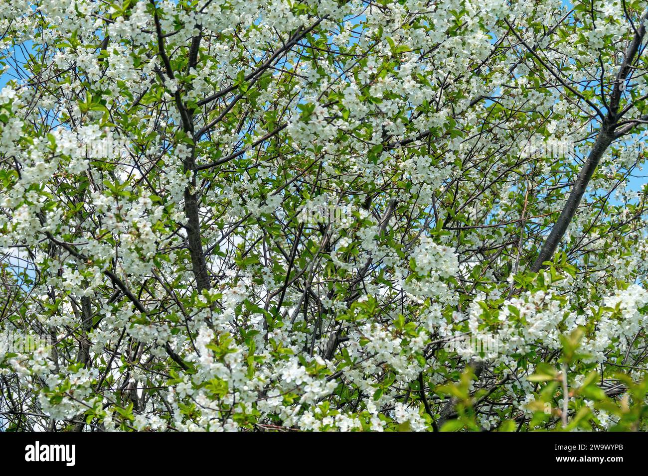 Frutescent cherry hi-res stock photography and images - Alamy
