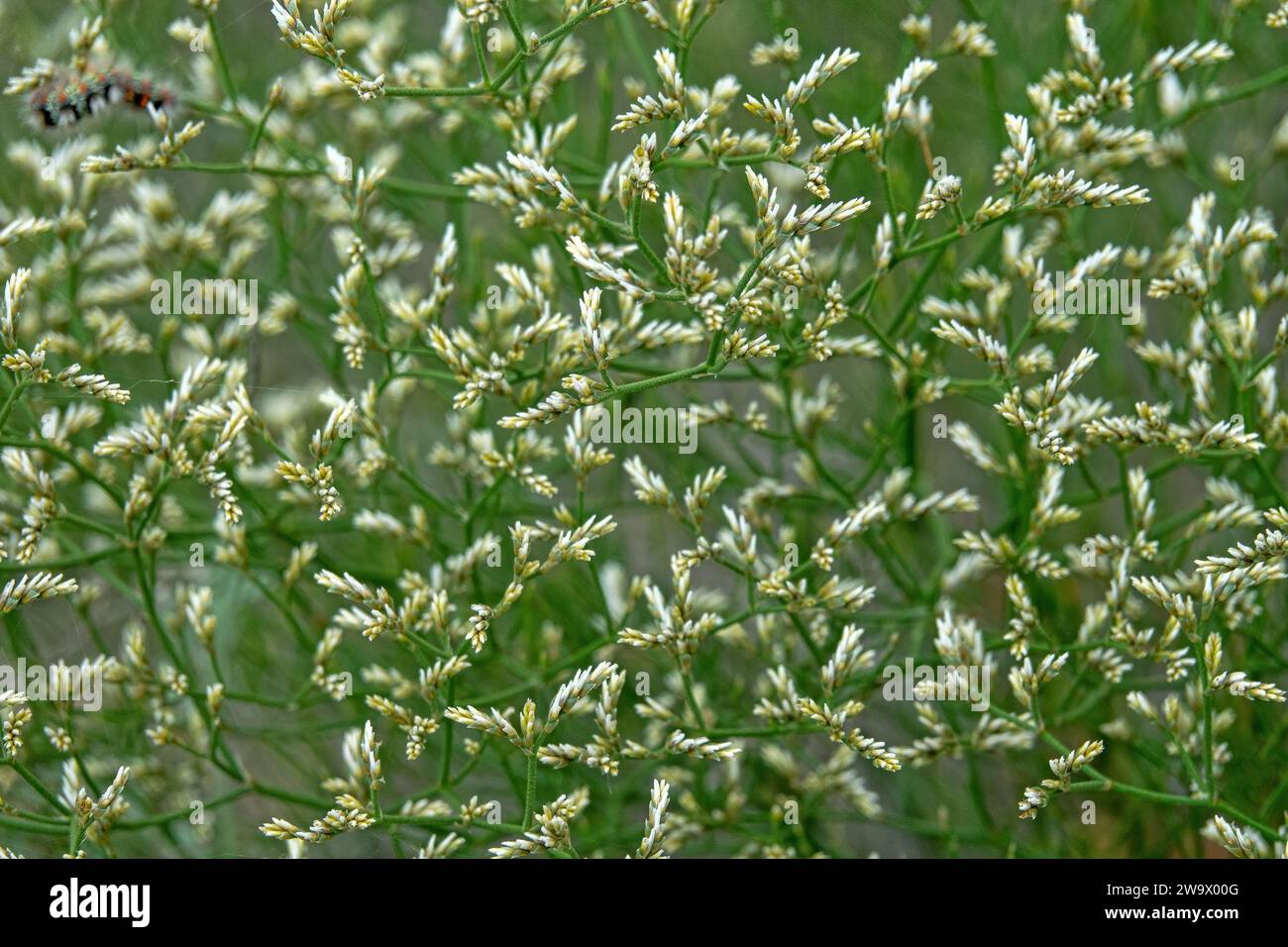 Gypsophila tekirae sivash hi-res stock photography and images - Alamy