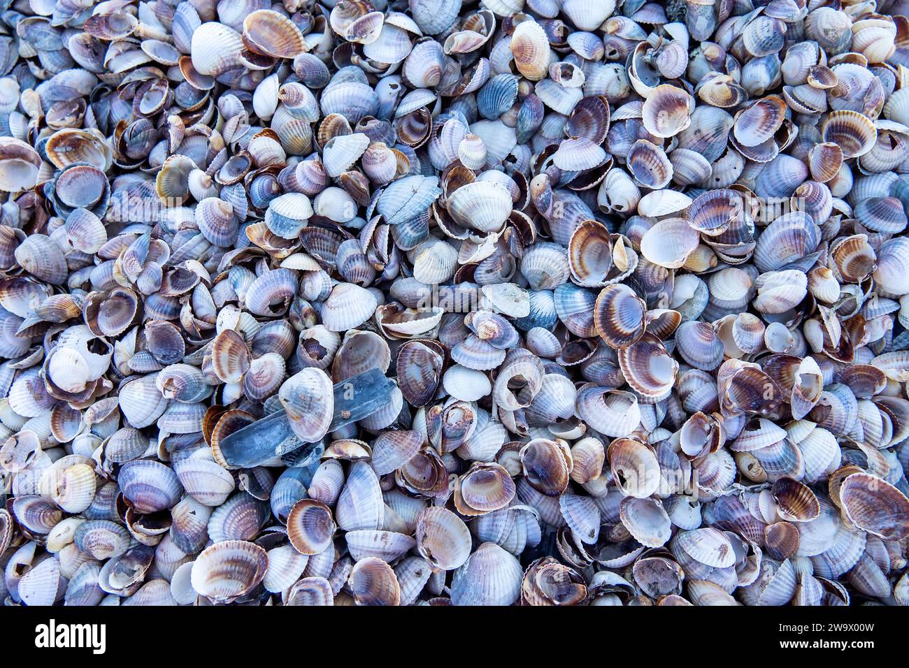 The sea lagoon (embayment). Shell beaches (crag) and islands (cockle ...