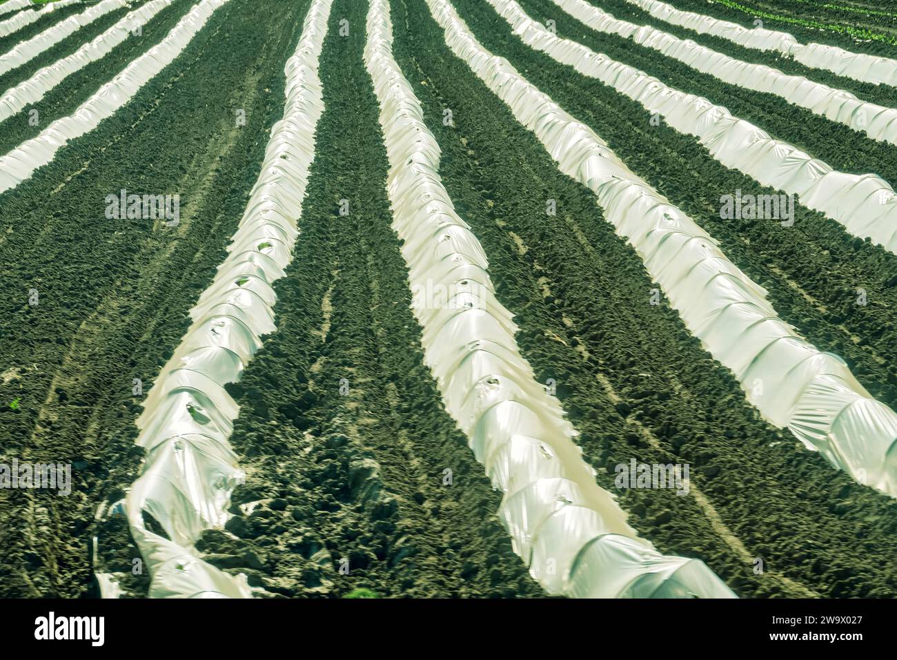Growing vegetables under a film and in a greenhouse on an industrial ...