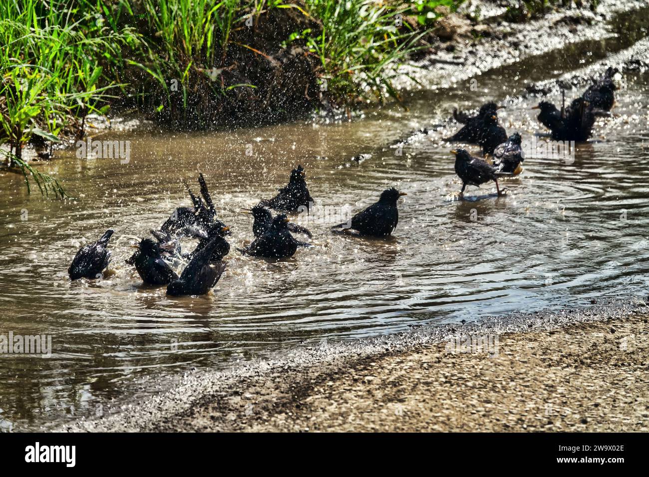 Starlings bathing in puddle hi-res stock photography and images - Alamy