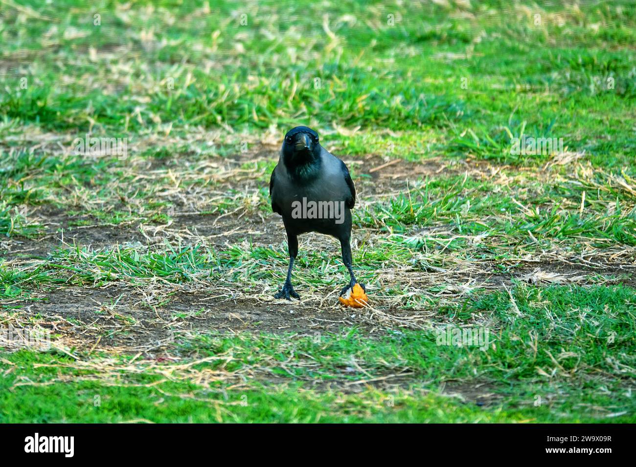 house crow (Corvus splendens) in Abu Dhabi, Arab Emirates Stock Photo ...