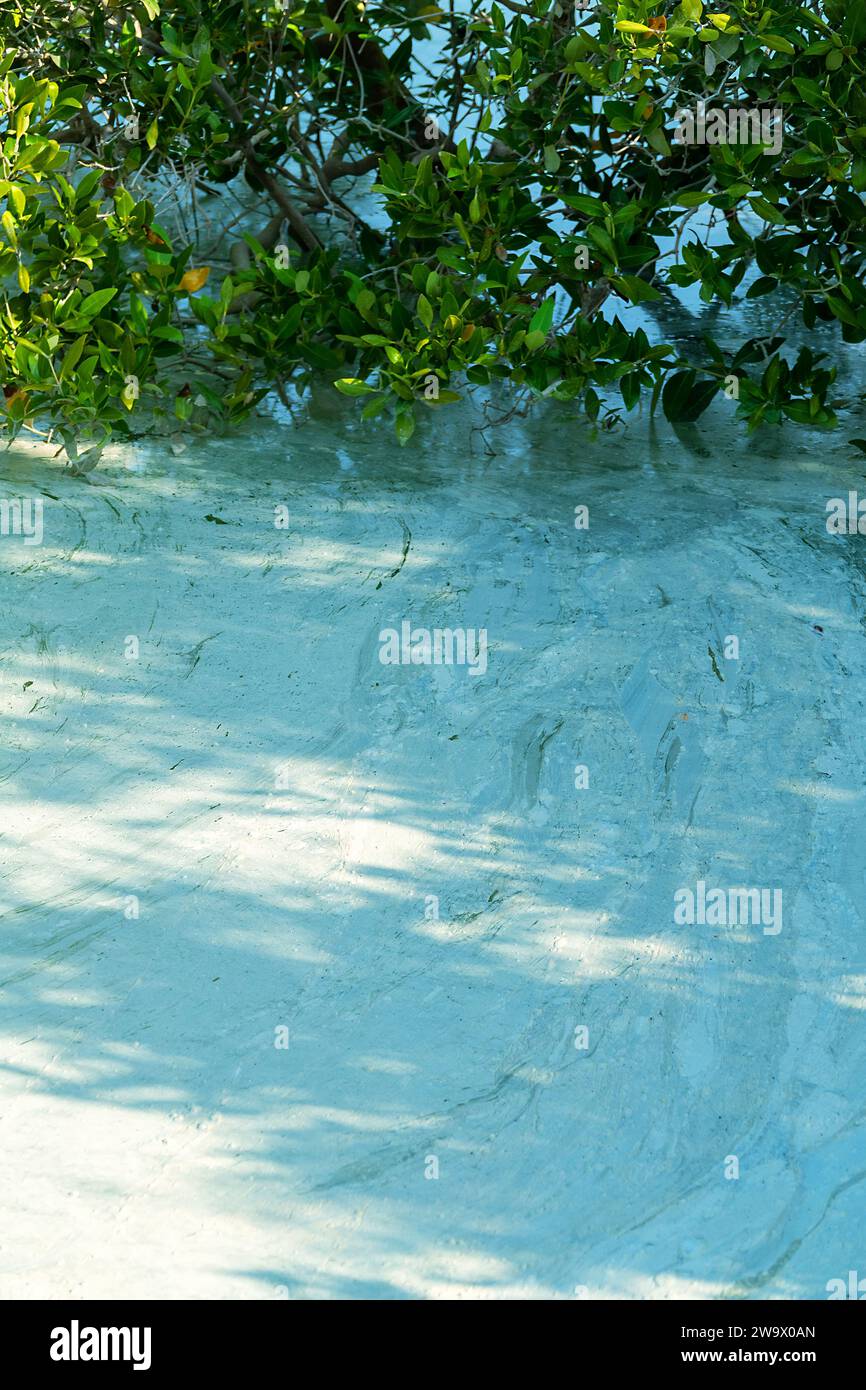 Mangroves in the Persian Gulf. United Arab Emirates. Winter algae ...