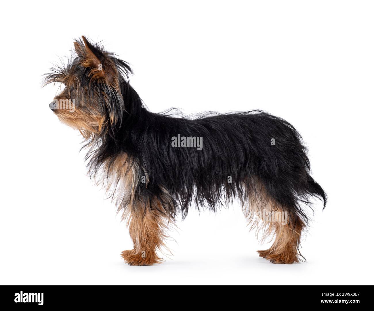 Cute little black and tan Yorkshire Terrier dog puppy, standing side ...