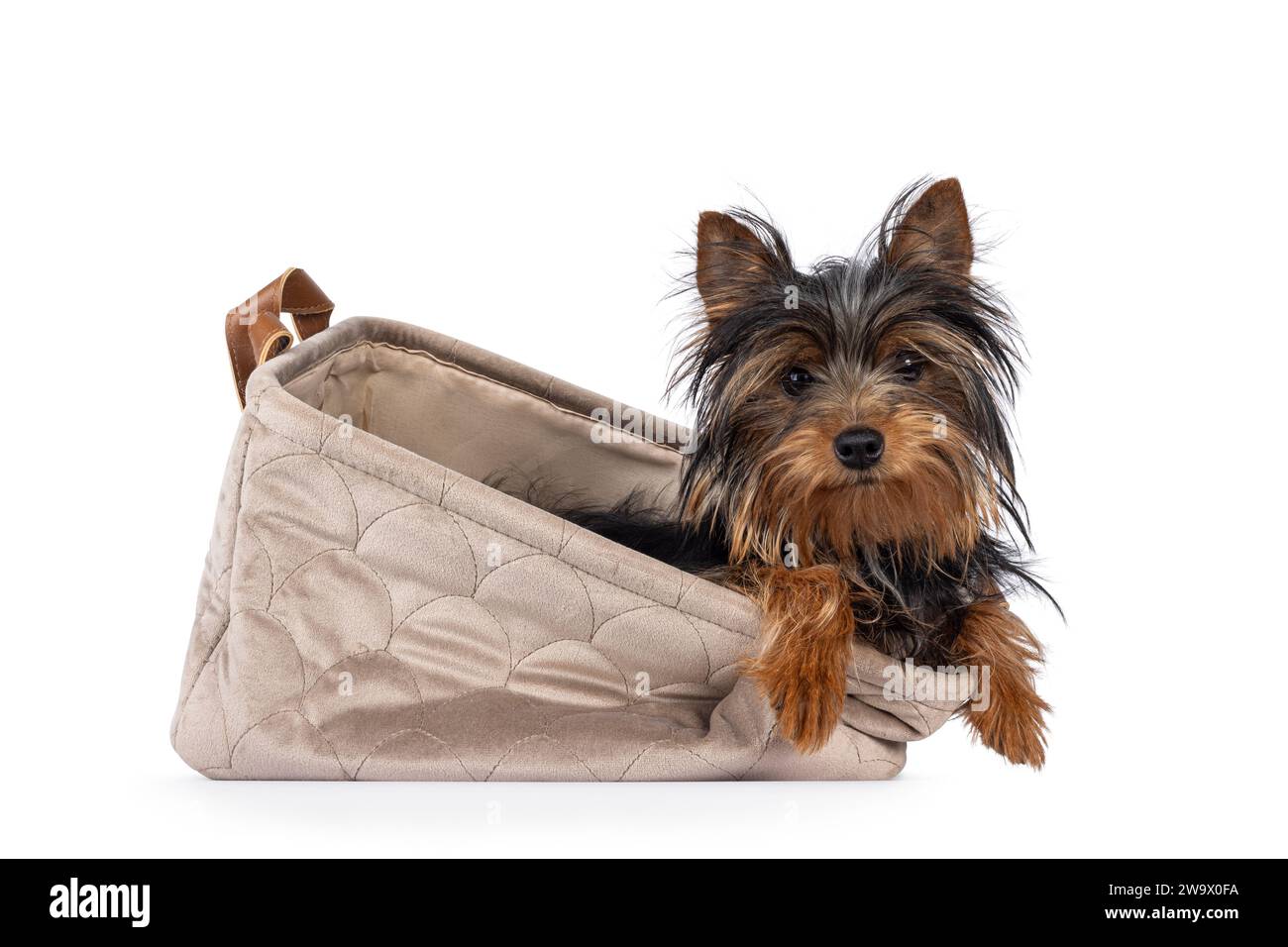 Cute portrait scruffy black white Cut Out Stock Images & Pictures - Alamy