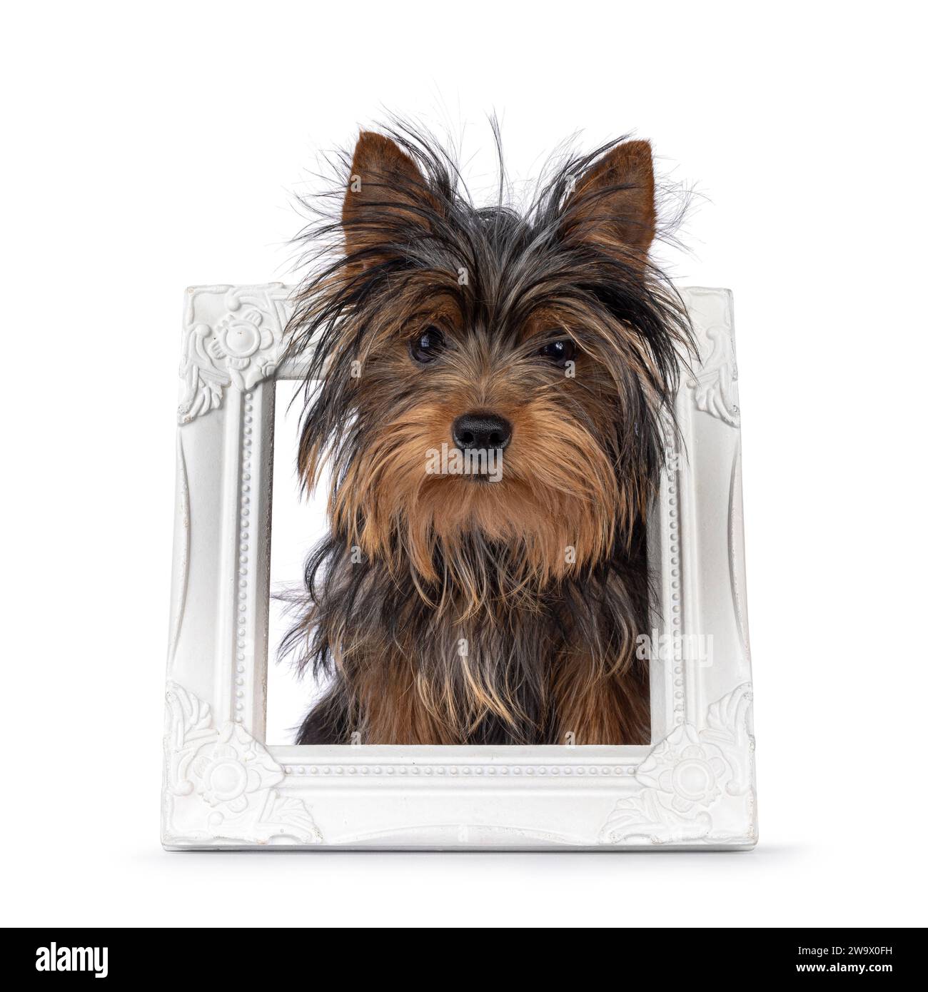 Cute little black and tan Yorkshire Terrier dog puppy, standing trought ...