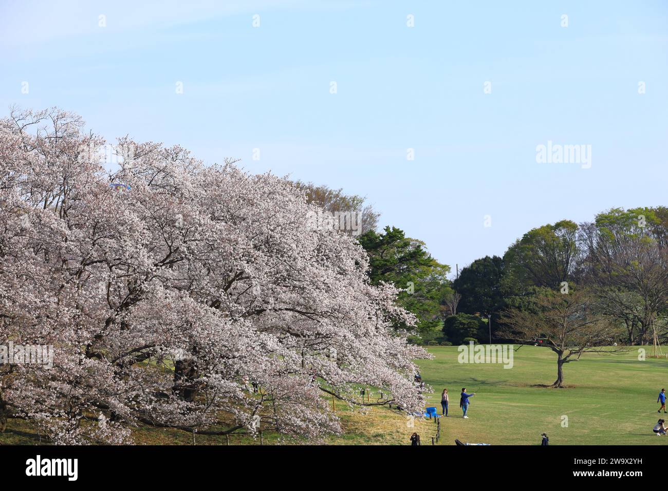 Daily Life in Japan People enjoying cherry blossom viewing in a spring ...