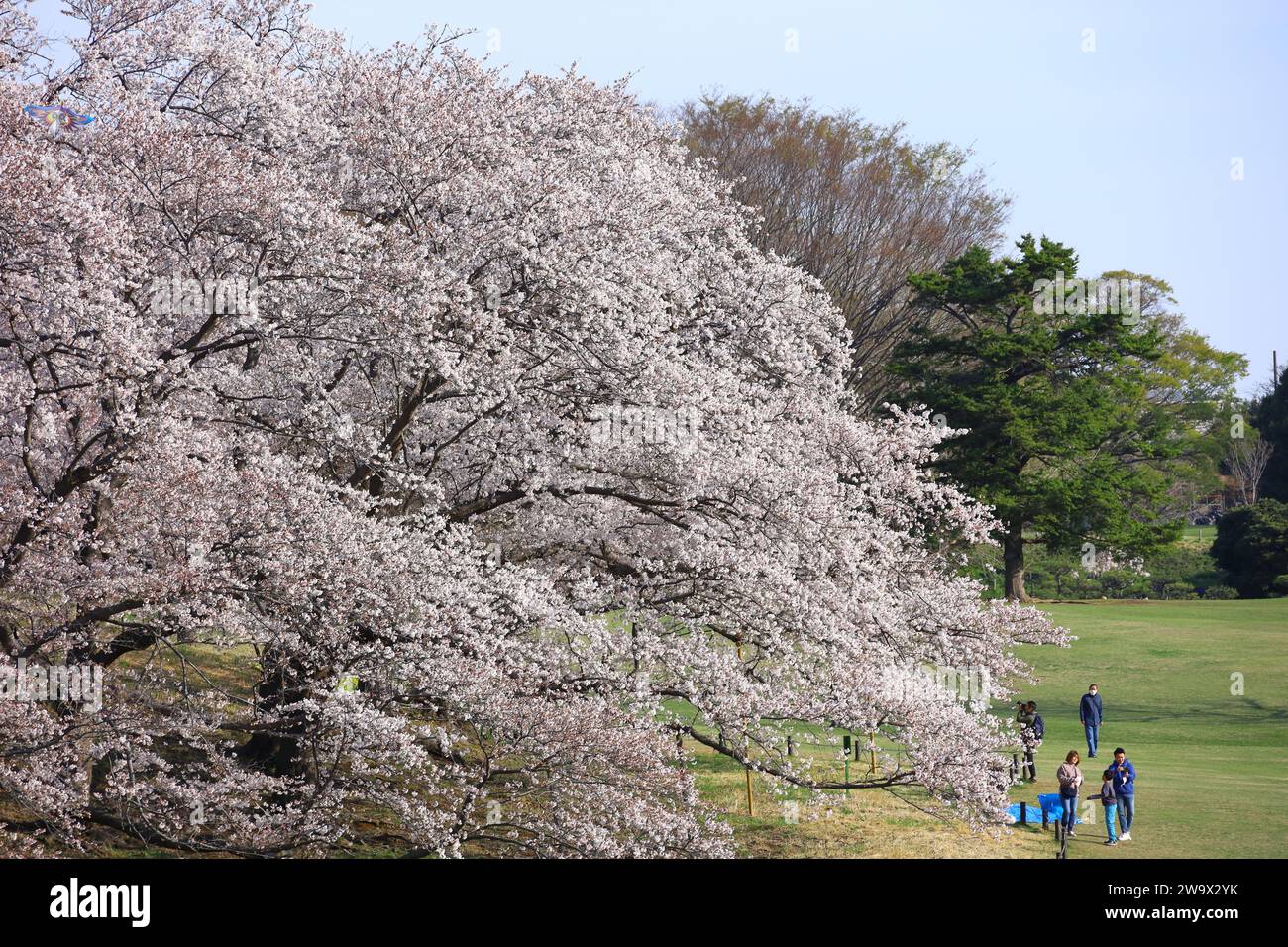 Daily Life in Japan People enjoying cherry blossom viewing in a spring ...