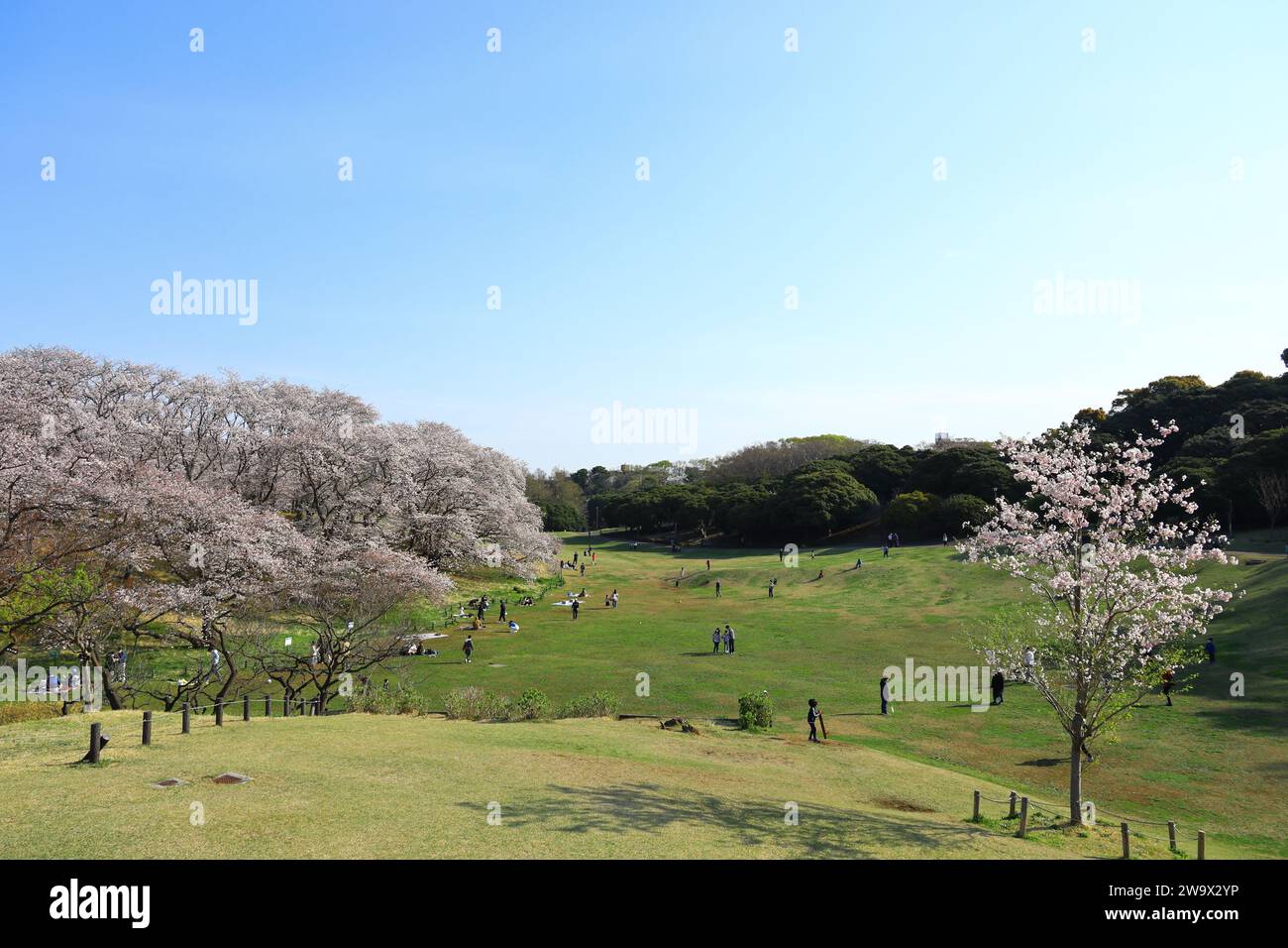 Daily Life in Japan People enjoying cherry blossom viewing in a spring ...
