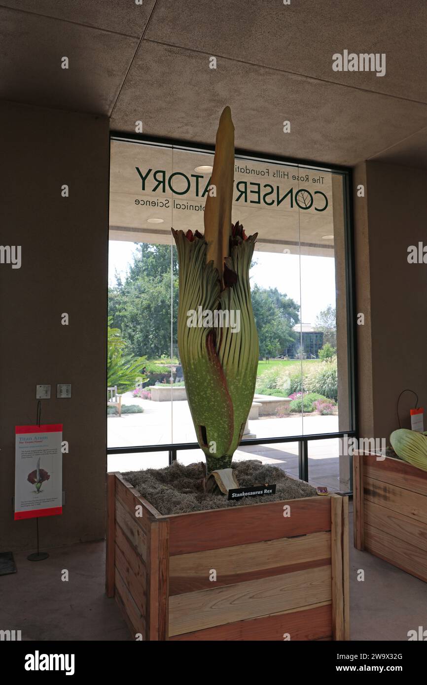 A huge Titan Arum, Corpse Flower, getting ready to bloom in The Rose ...