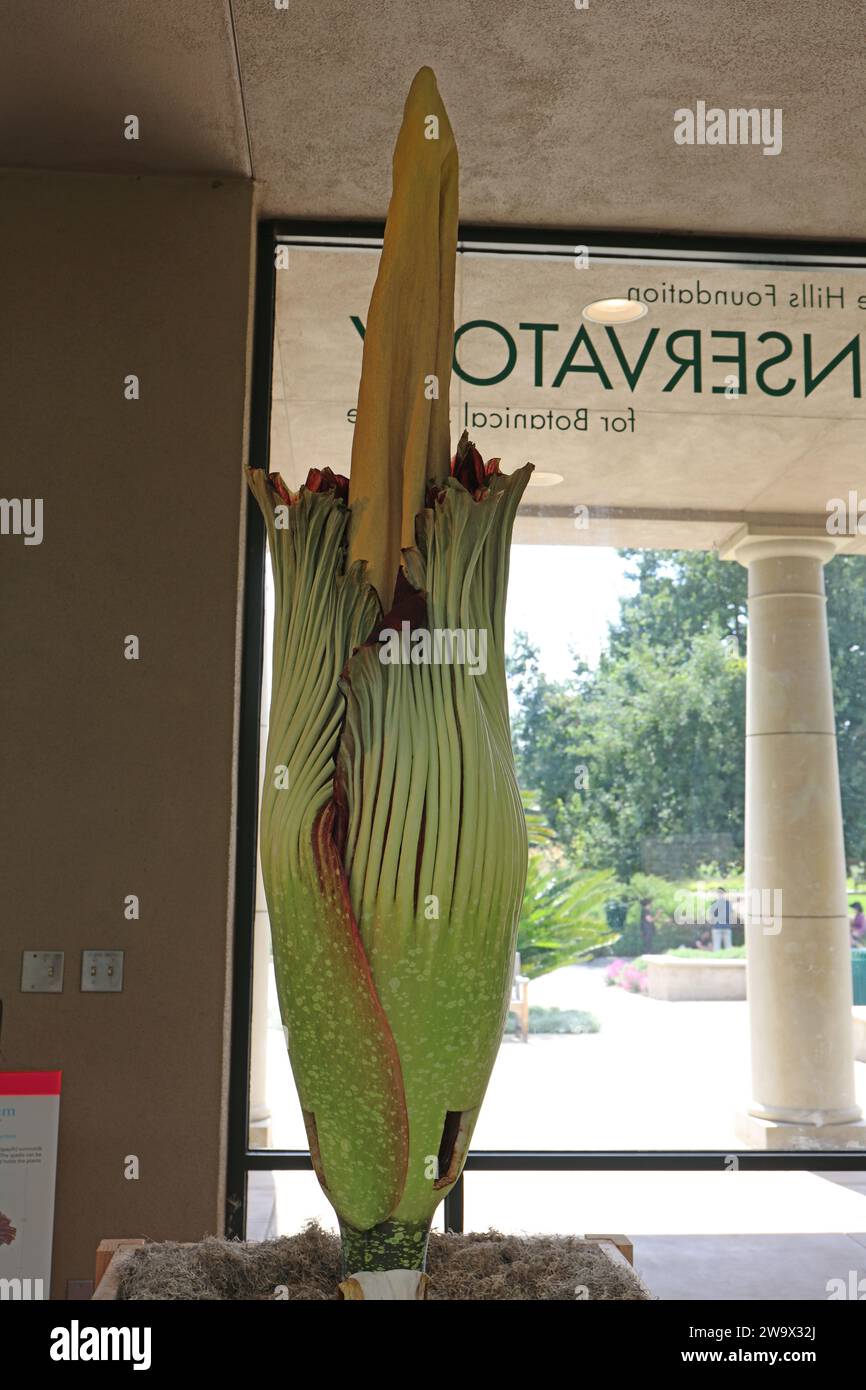 Close up of a huge Titan Arum, Corpse Flower, getting ready to bloom in ...