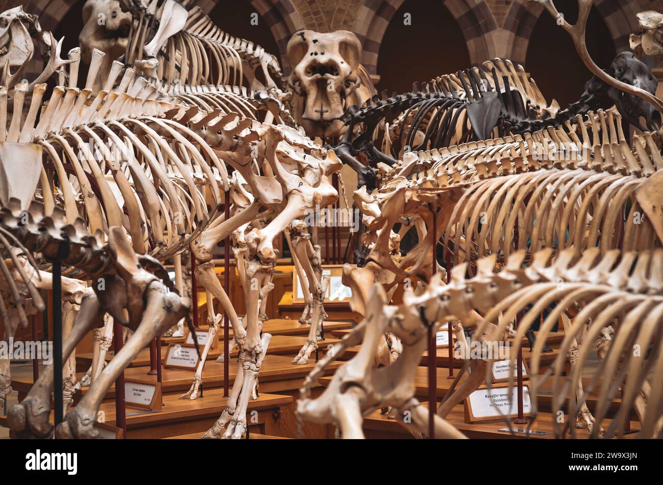 Dinosaurs' bones in Museum of Natural History in Oxford, England Stock ...