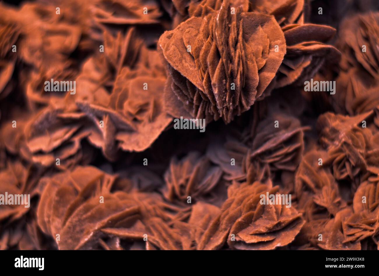 Orange desert rose hi-res stock photography and images - Alamy