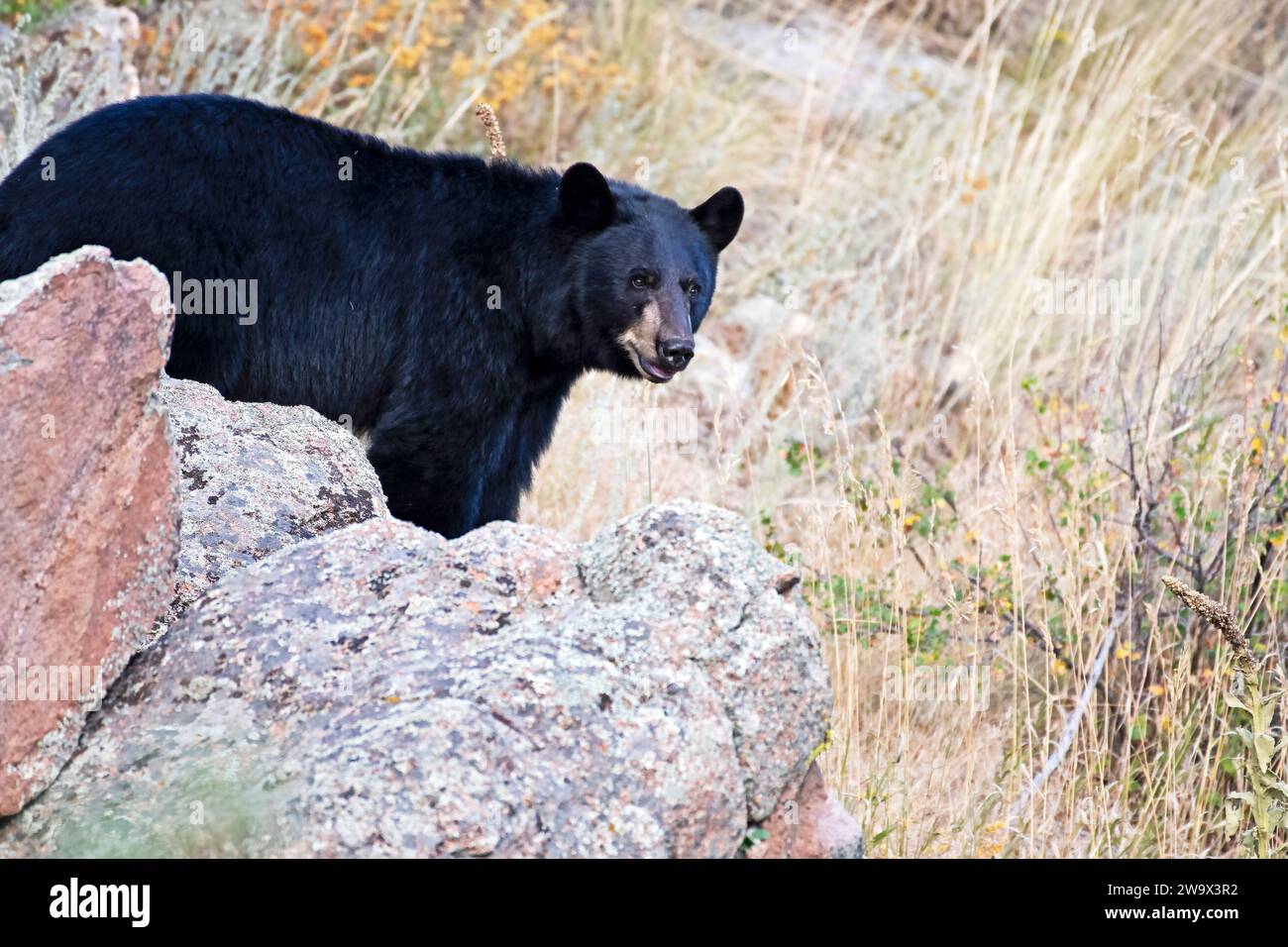 Black bear pine tree hi-res stock photography and images - Alamy