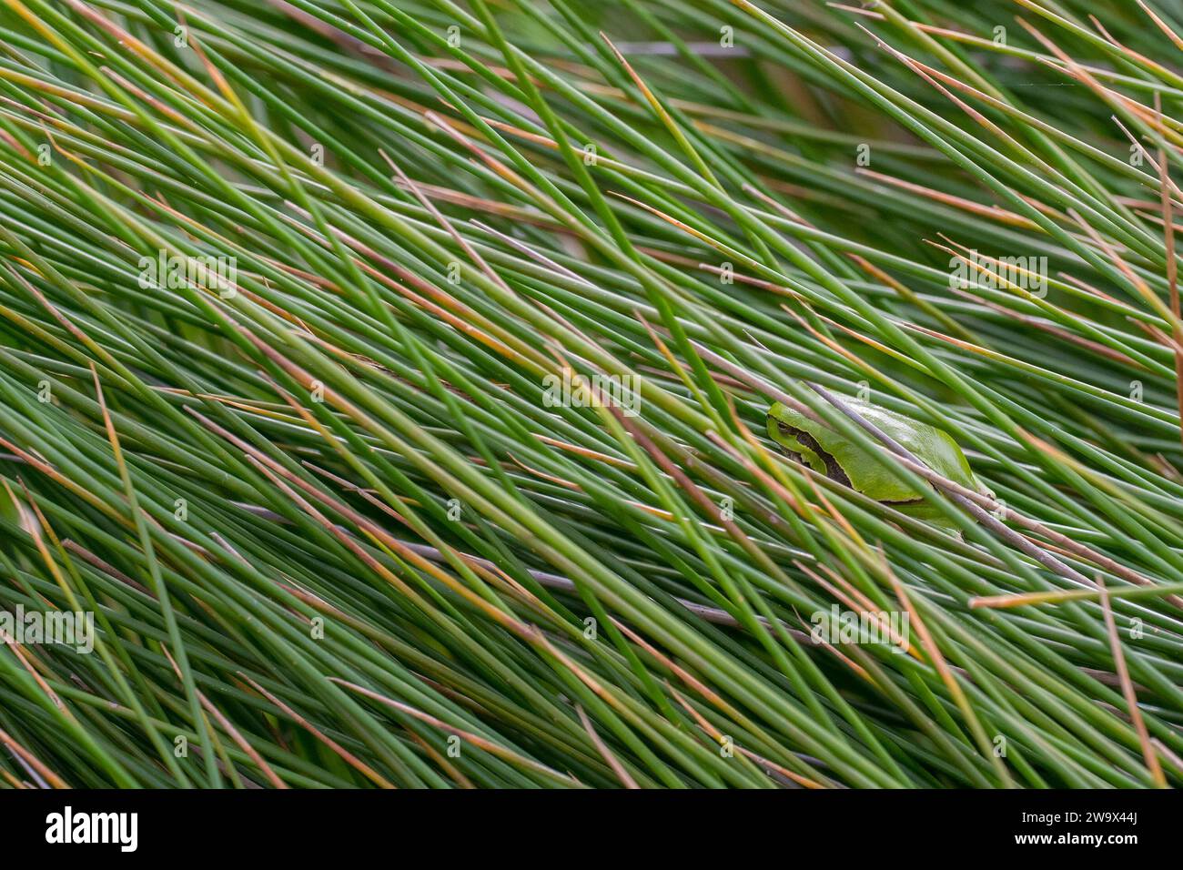 European Tree Frog (Hyla arborea) resting on Soft Rush (Juncus effusus ...