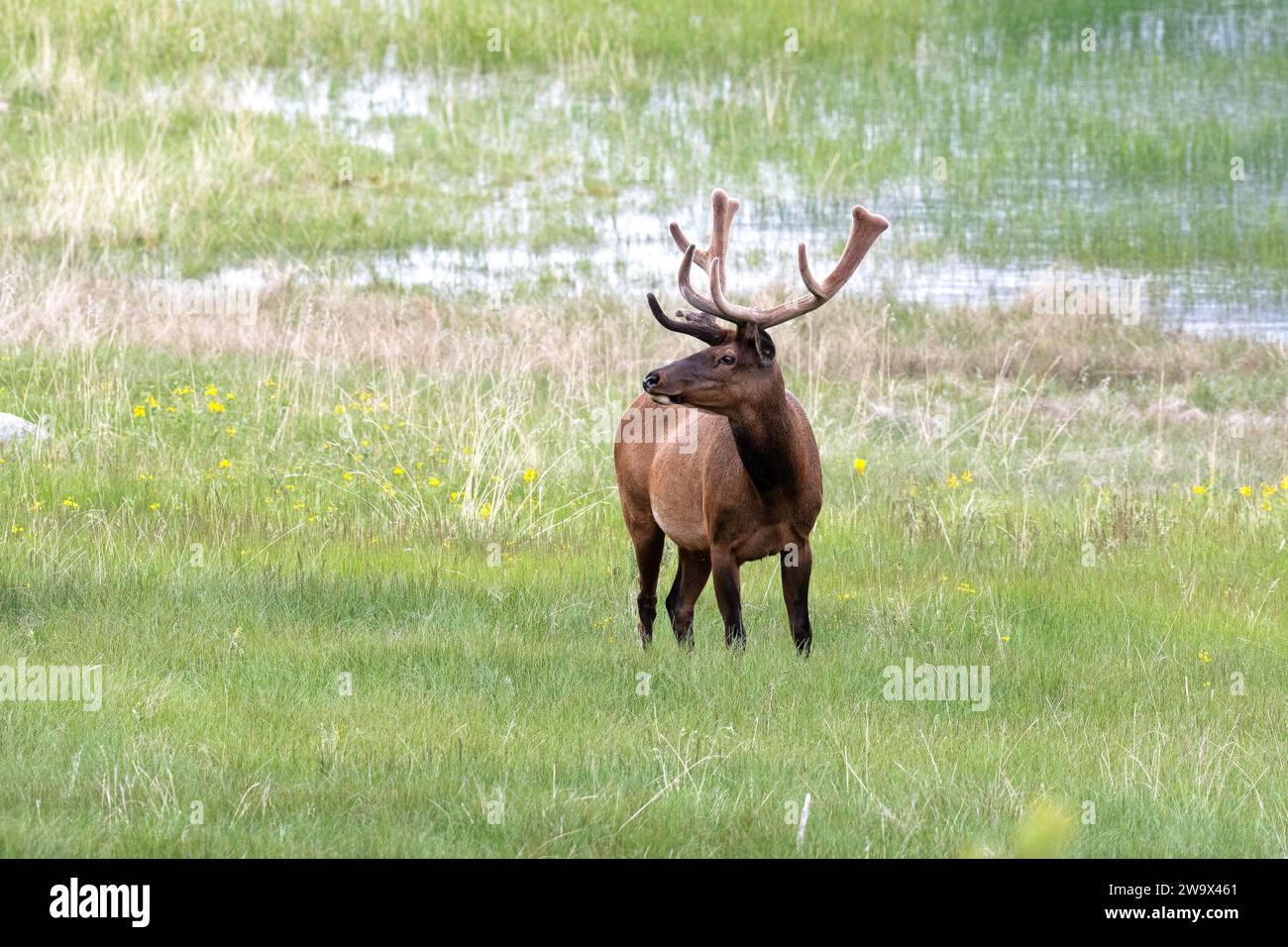 Bull Elk with velvet antlers standing in a grassy meadow in Rocky ...