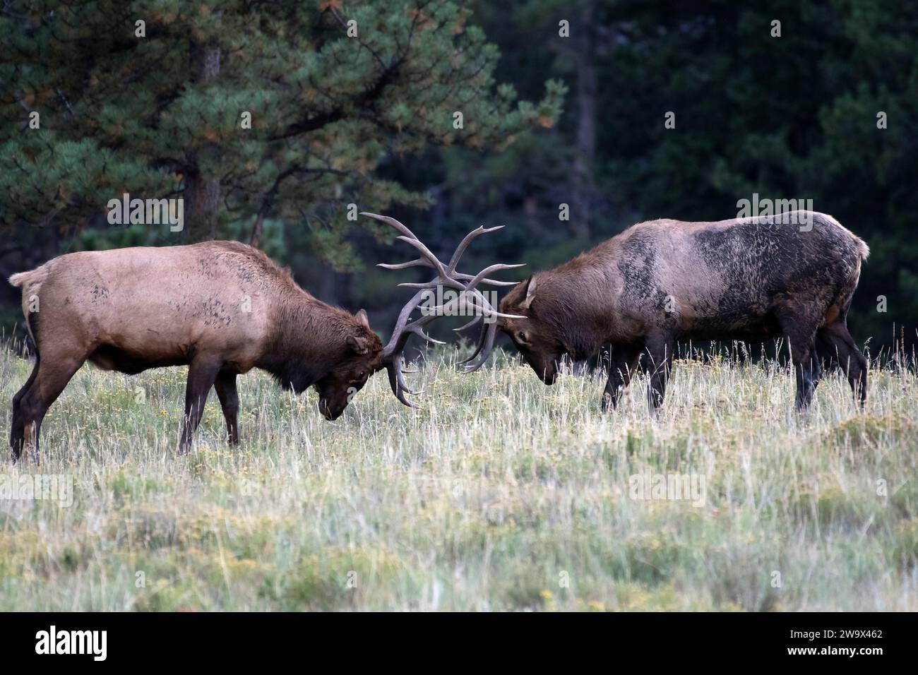 Two Bull Elk fighting in a grassy meadow during the rut in Rocky ...