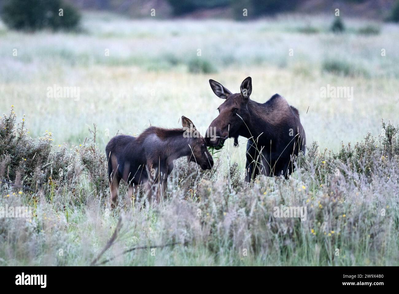 Mama moose and her calf nuzzling together in a field of grass Stock ...
