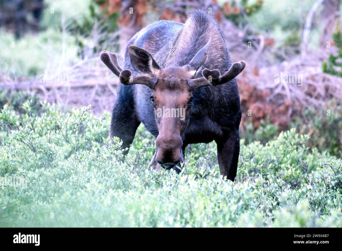 Bull moose walking in bushes hi-res stock photography and images - Alamy