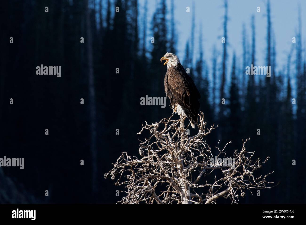 Eagles on dead tree hi-res stock photography and images - Alamy