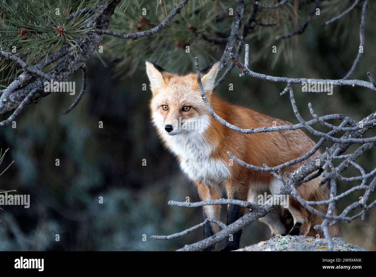 Red Fox standing in the pine trees gazing Stock Photo - Alamy