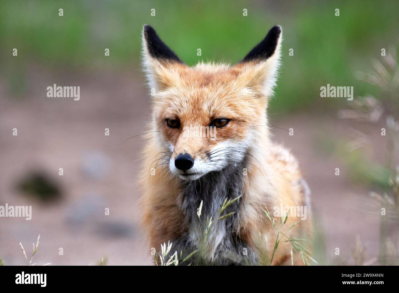 Red fox carnivore hi-res stock photography and images - Alamy