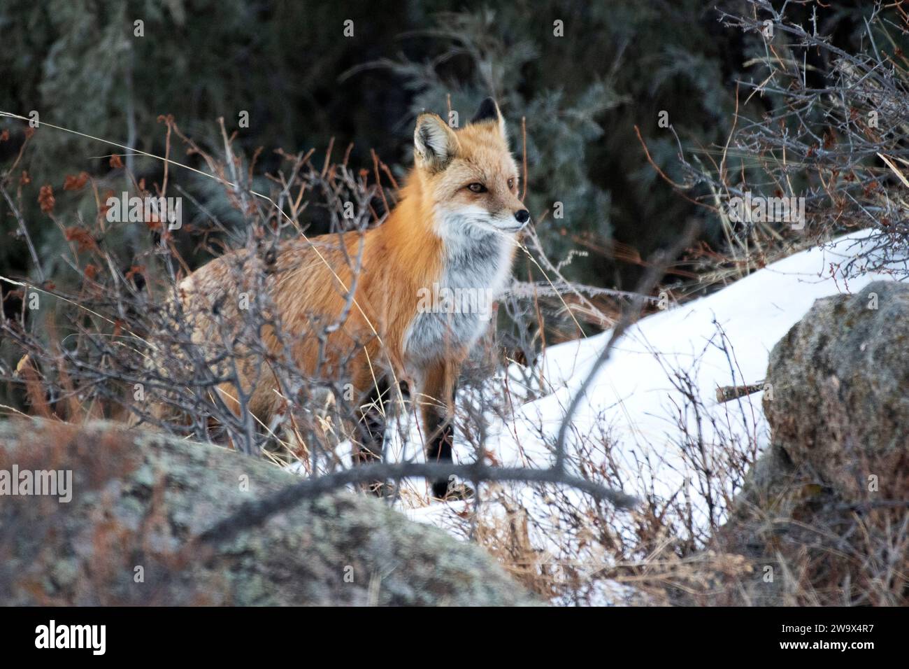 Red Fox standing in the snow in the pine trees in the Rocky Mountains ...