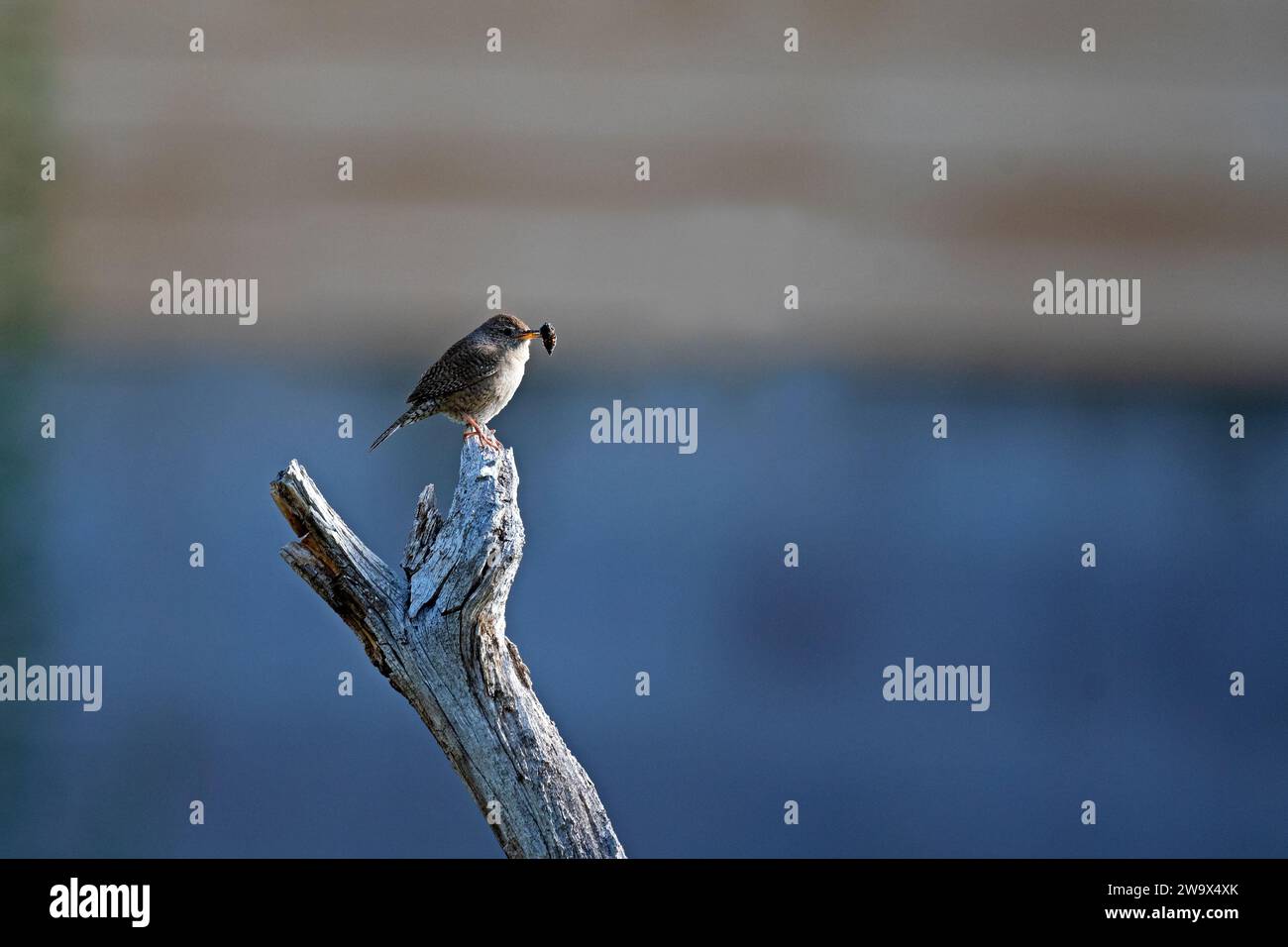 Wren bird on branch bug hi-res stock photography and images - Alamy