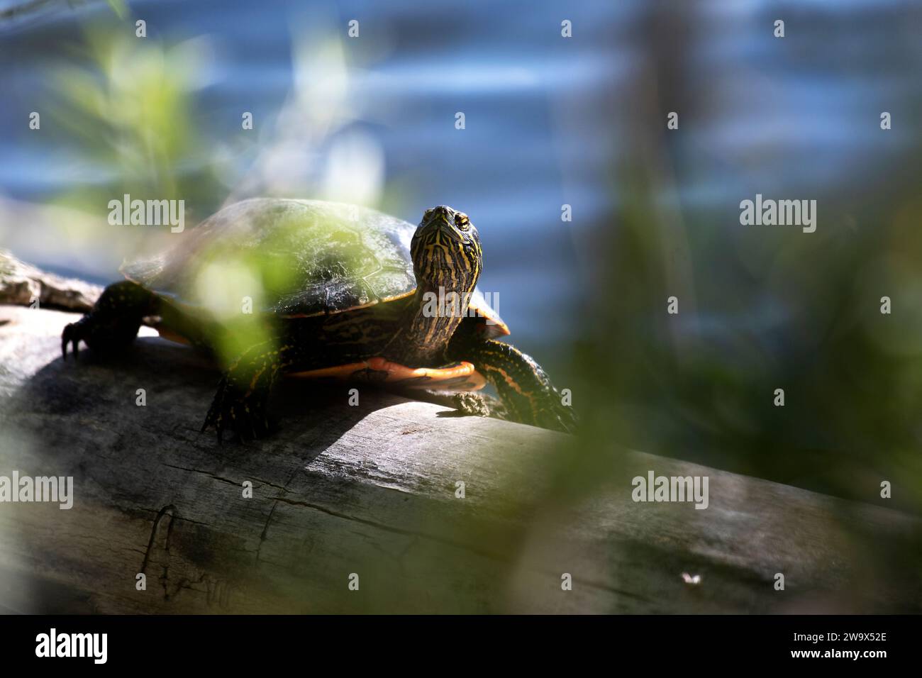Painted turtle on log hi-res stock photography and images - Alamy