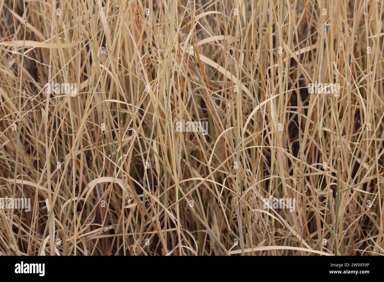 Big Galleta, Hilaria Rigida, a native perennial herb, withers in ...
