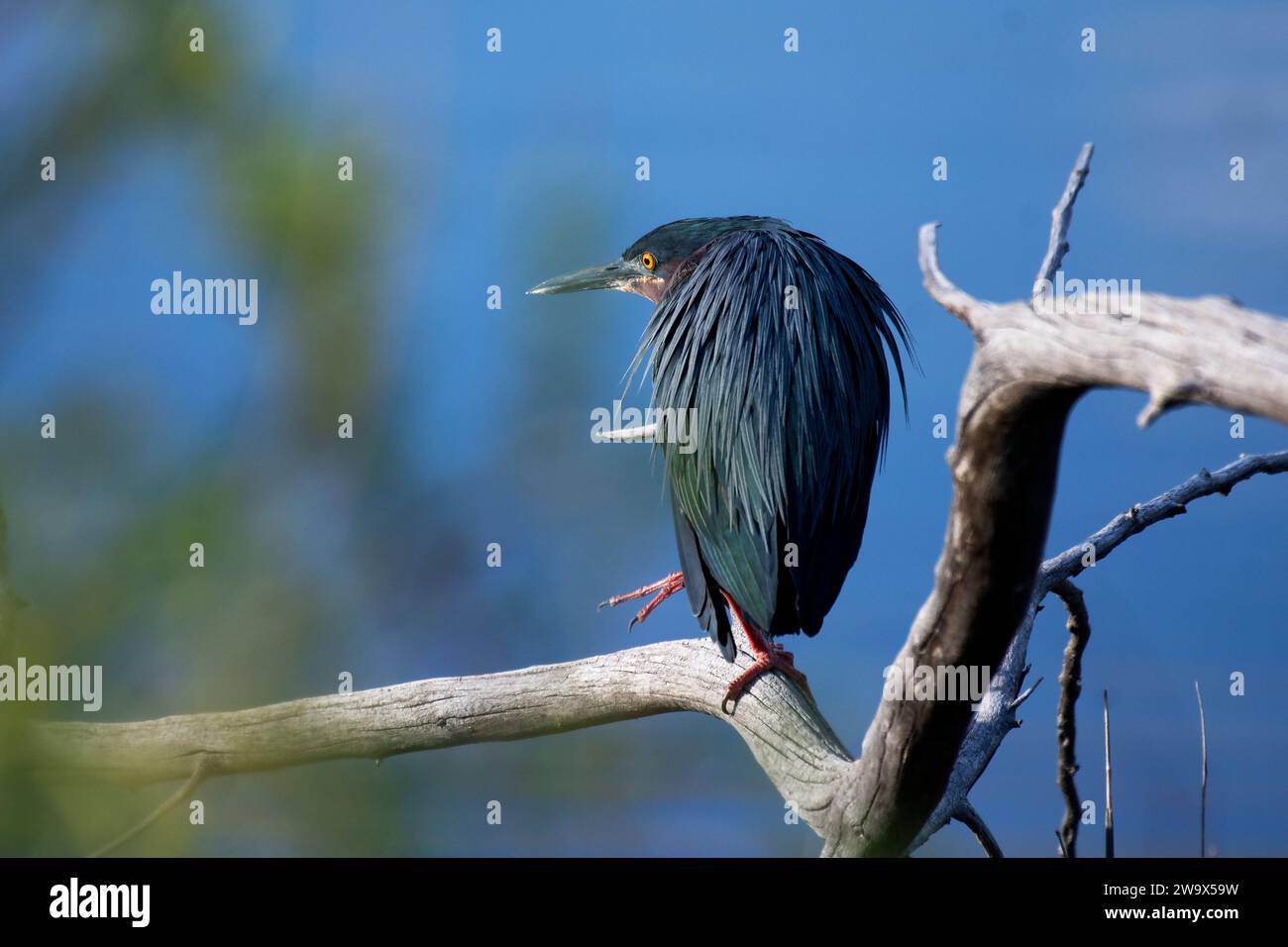 Green heron standing on one leg on a log above a pond Stock Photo - Alamy