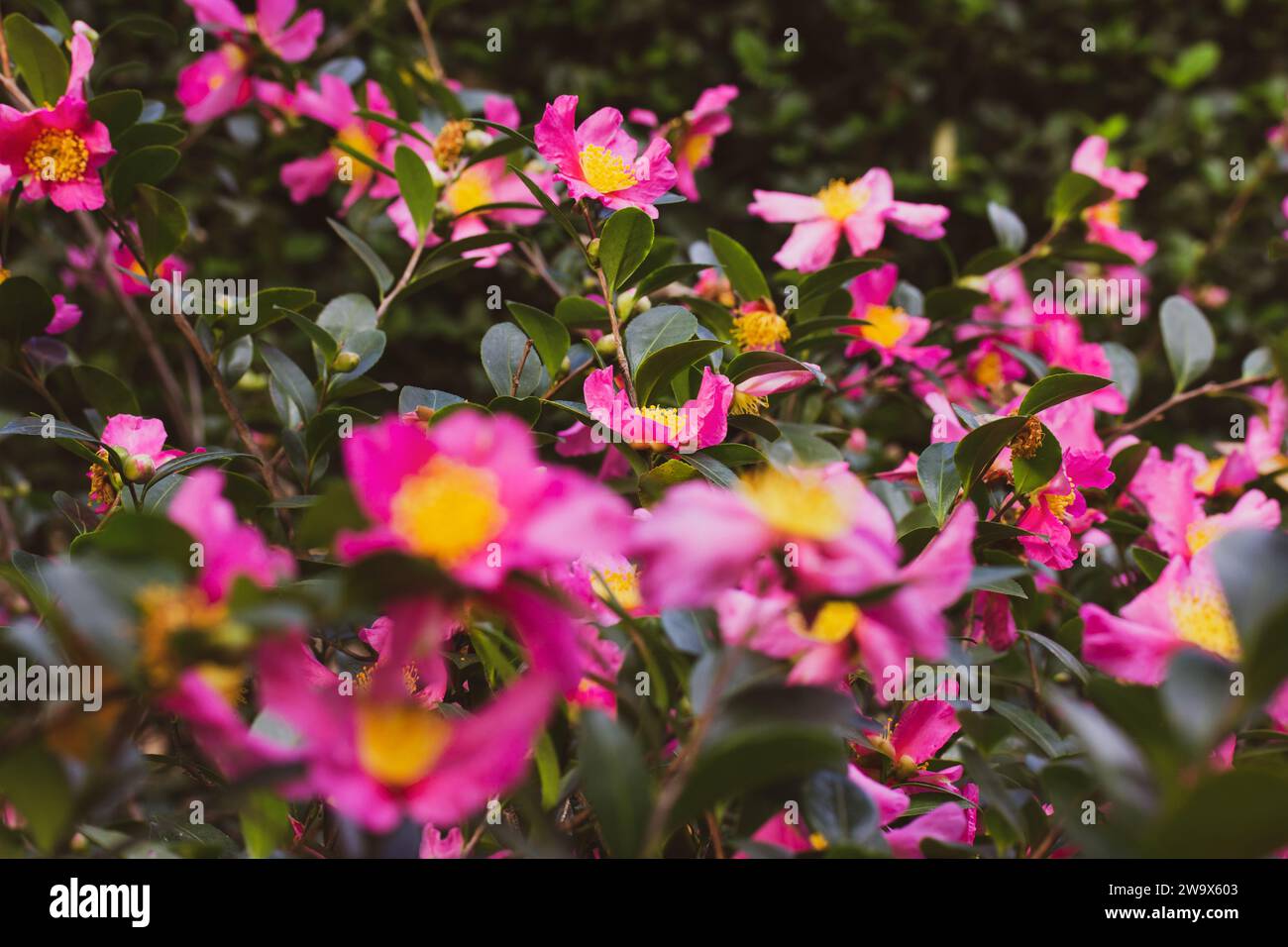 A lot of pink camellia flowers in full bloom growing on a bush in ...