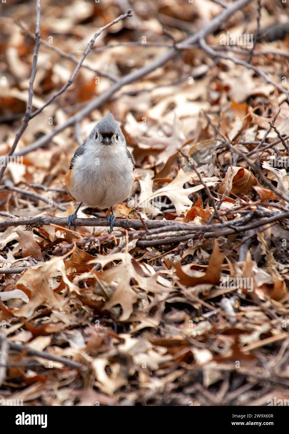 Baeolophus bicolor, the Tufted Titmouse, brings lively energy to North ...